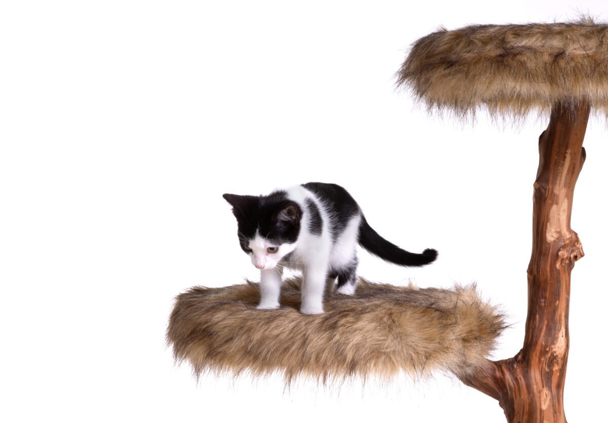 Choosing a luxury cat tree